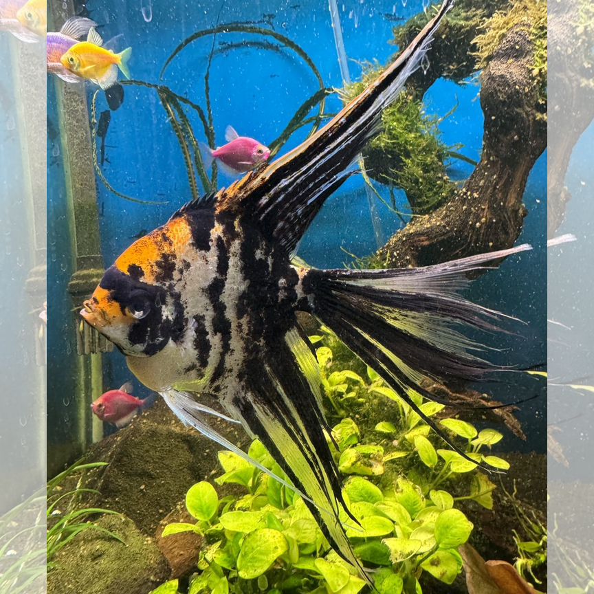 Скалярия мраморная 2шт (см фото). Взрослая 1 год