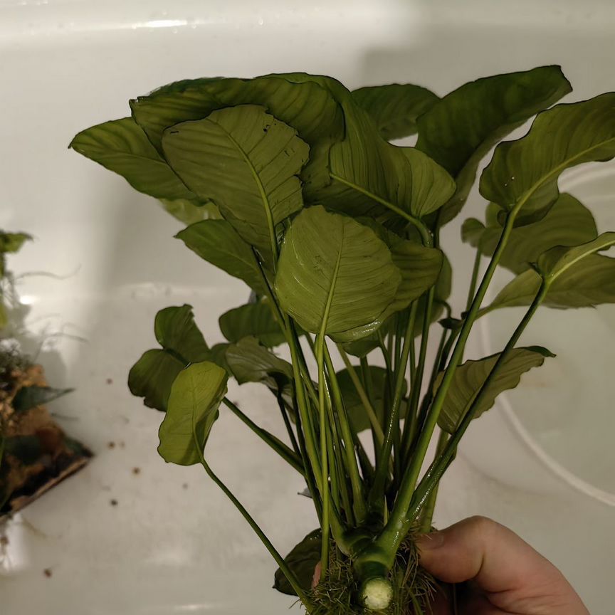 Аквариумные растения прополка