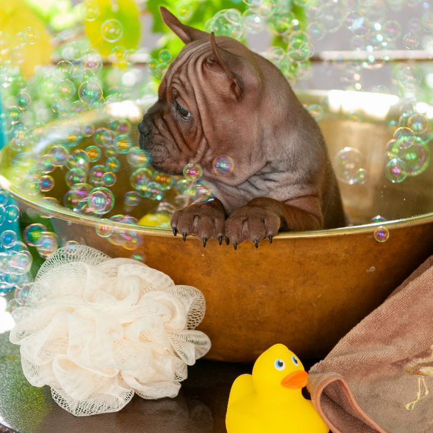 Китайский чунцин