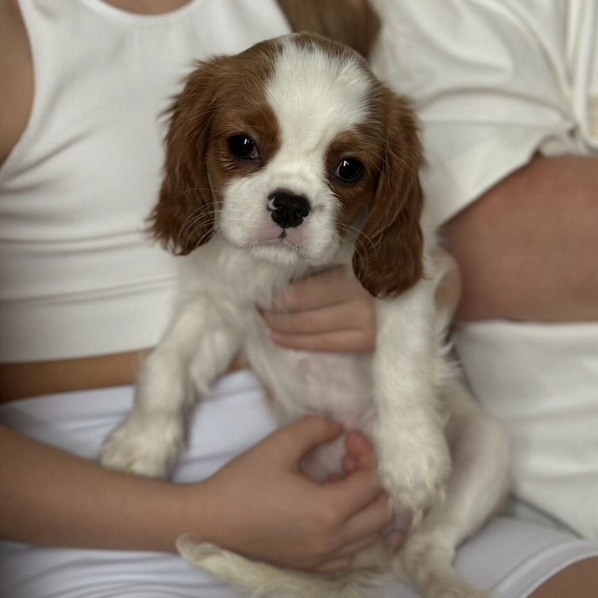 Девочки Кавлер Кинг чарльз спаниель