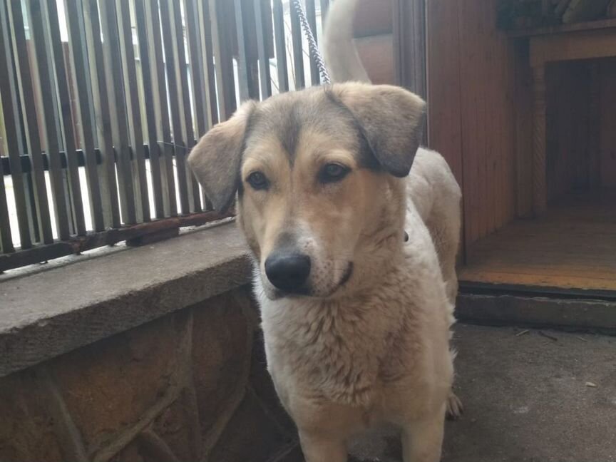 Среднеазиатская овчарка - дворняга