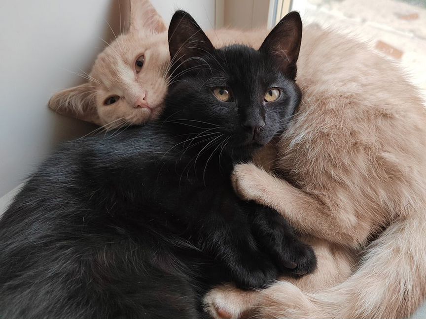 Отдам в добрые руки котят