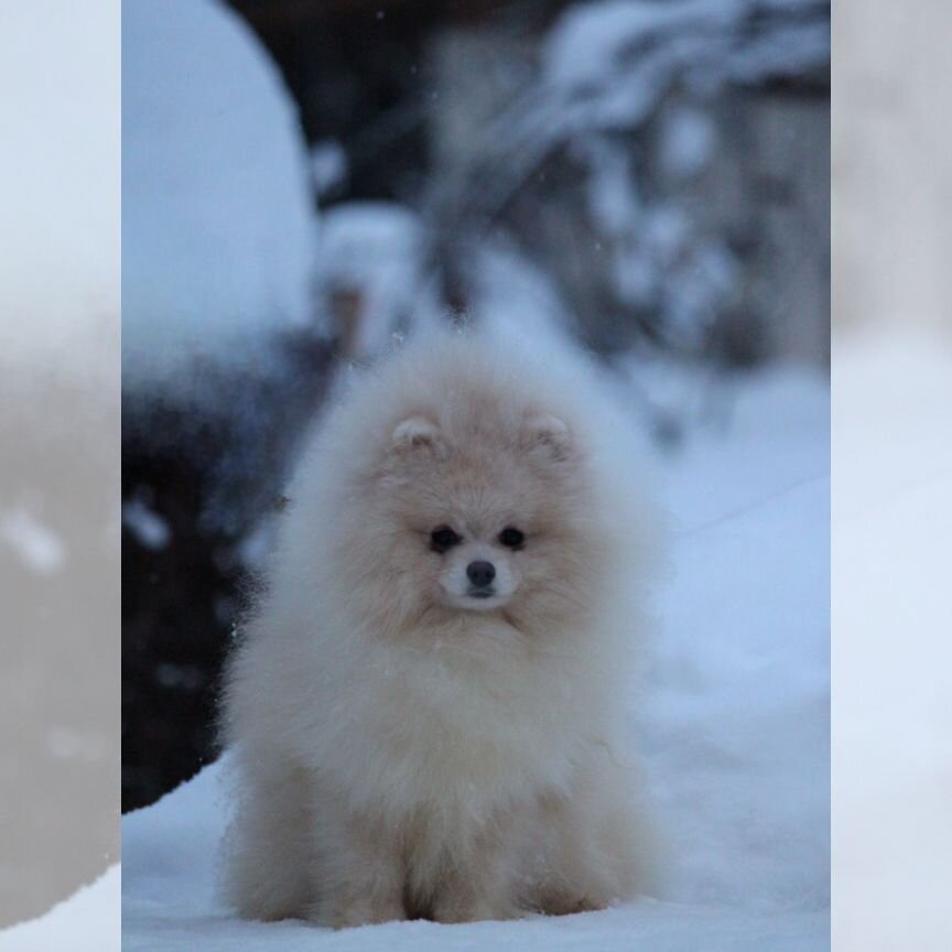 Померанский шпиц, щенок