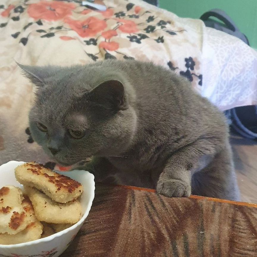 Британская короткошёрстная, взрослая кошка