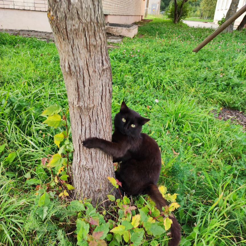 Кот, приносящий счастье и удачу