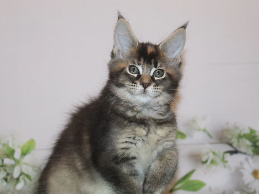 Мейн-кун шикарные котята 2.5 мес.Питомник