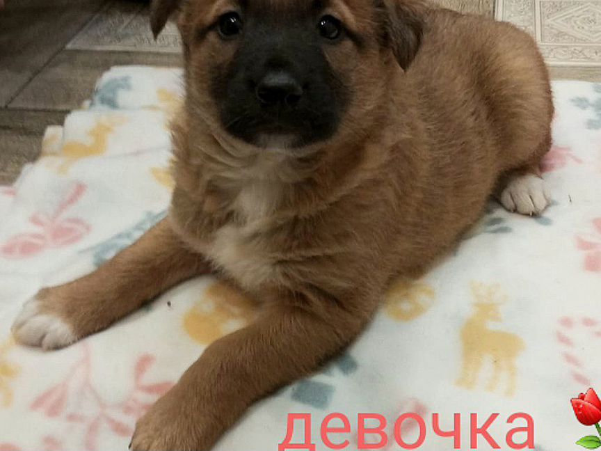 Щенок девочка в добрые руки