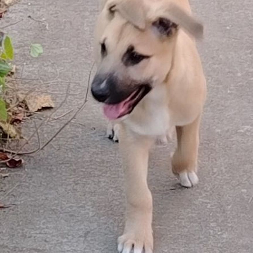 Щенок мальчик 3,5 месяца с доставкой