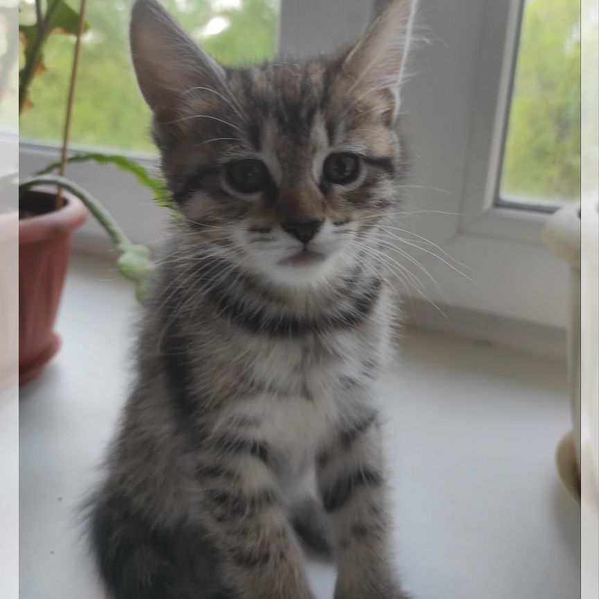 Мейн-кун котёнок