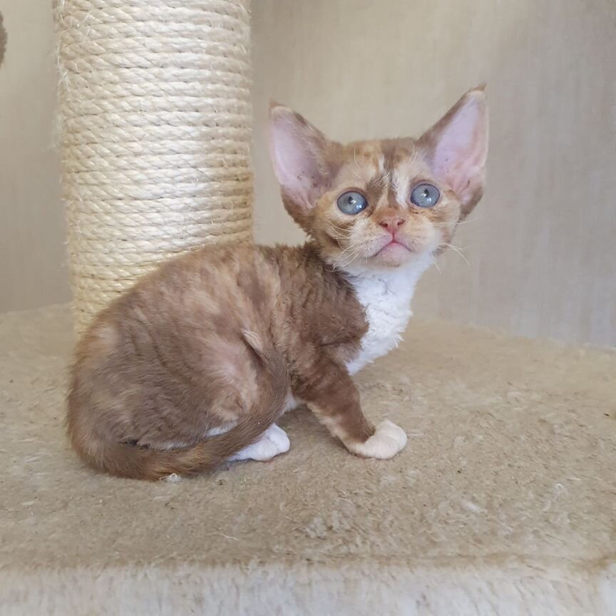 Расписная кучеряшка