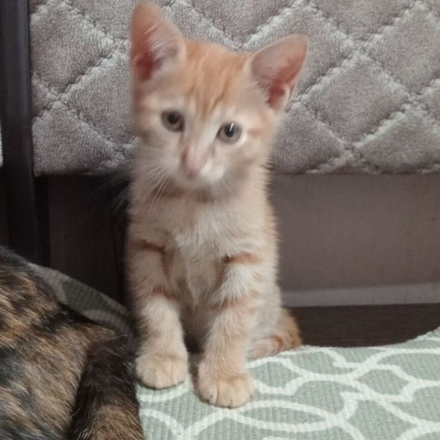 Сибирский котёнок