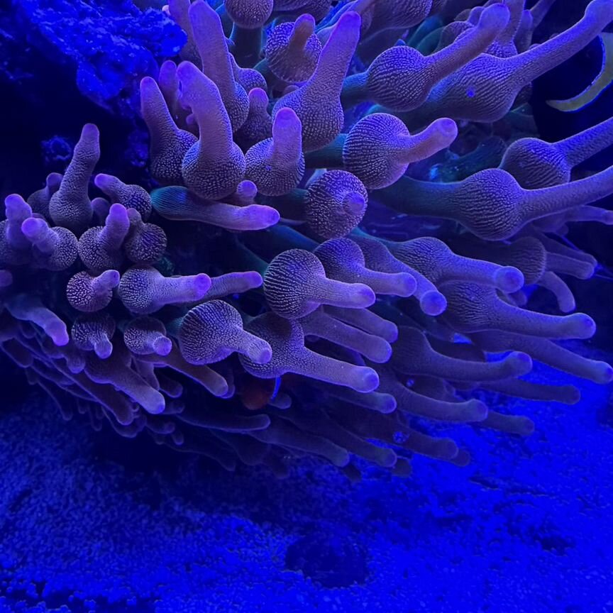 Актиния пузырчатая биколор