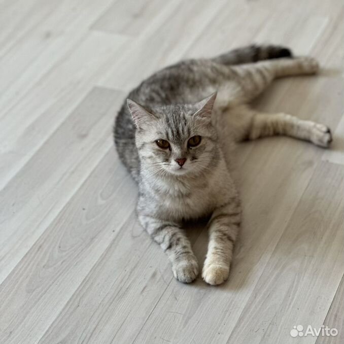 Мадам Карамелька ищет дом