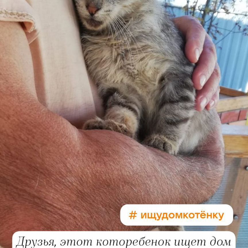 Котята в добрые руки бесплатно мальчик