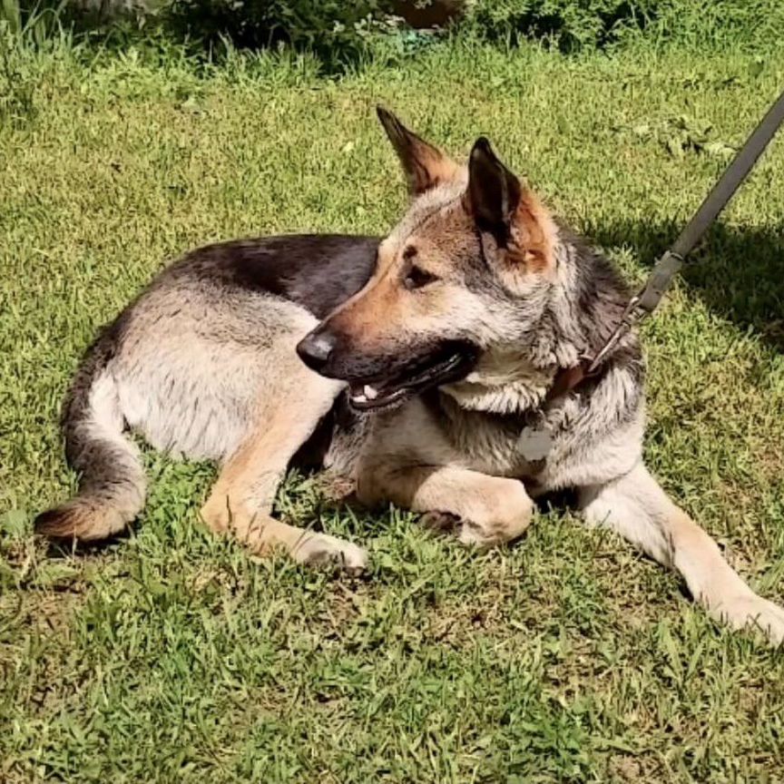 Мини-версия овчарки. Дом или передержка