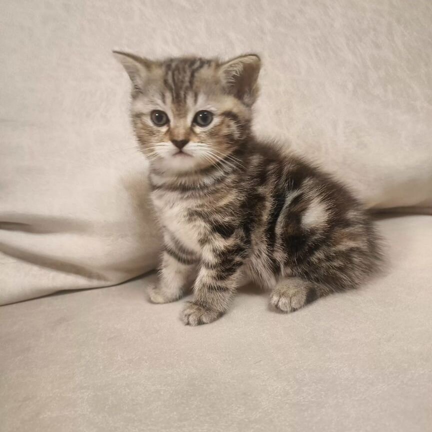 Шотландские кошечки