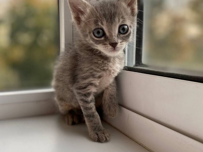 Котёнок (мальчик, 1.5 месяца) в дар