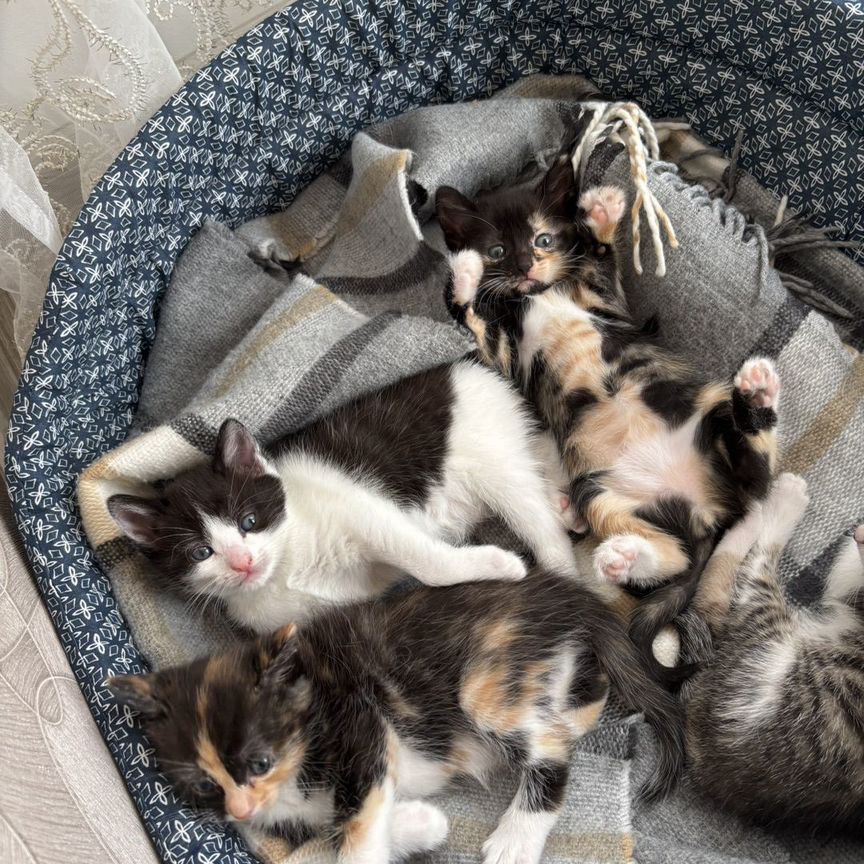 Котята в добрые руки