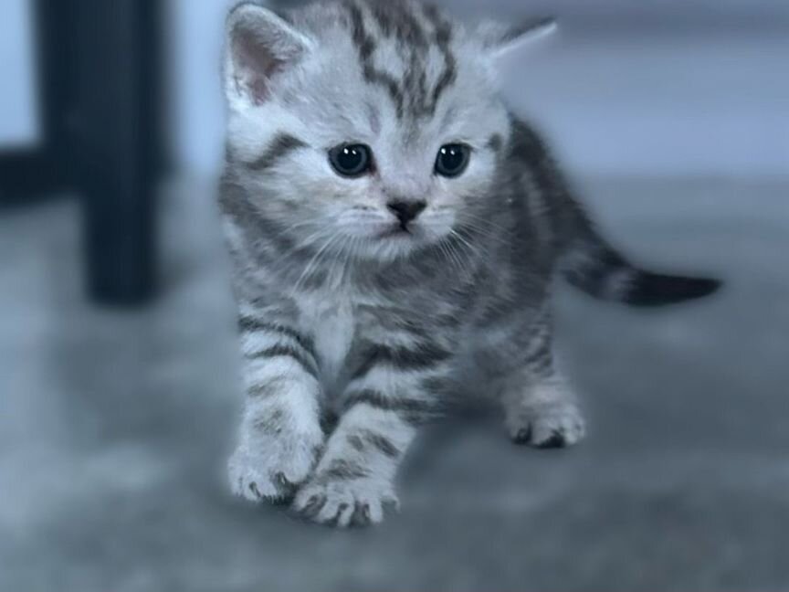 Шотланский котенок мальчик