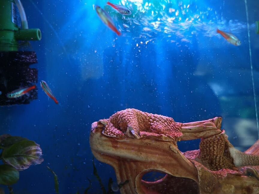 Рыбки неоны, грот, аквариум 10 литров