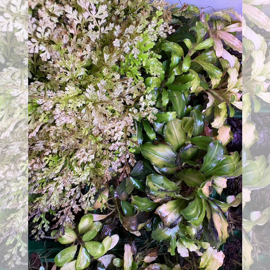 Буцефаландры микс (набор из 5шт )