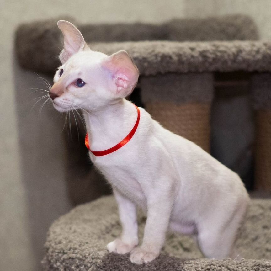 Ориентальные котята