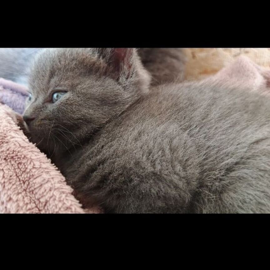 Британский длинношёрстный котёнок