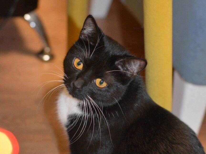Кошка