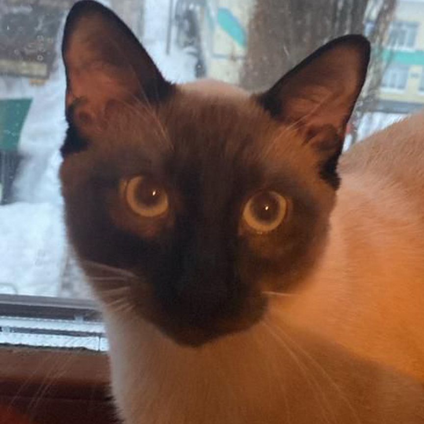 Котята в добрые руки бесплатно