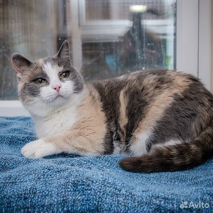 Красавица-кошка Глаша