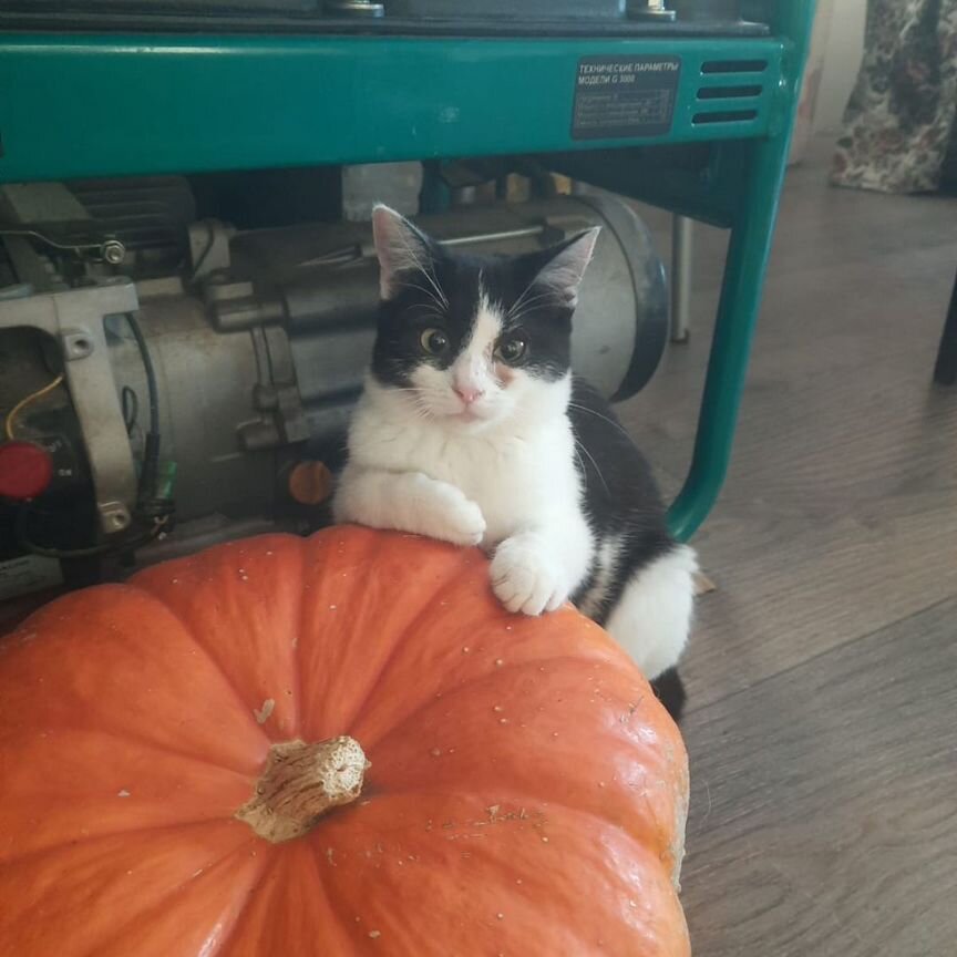 Кошечка 8 месяцев котёнок