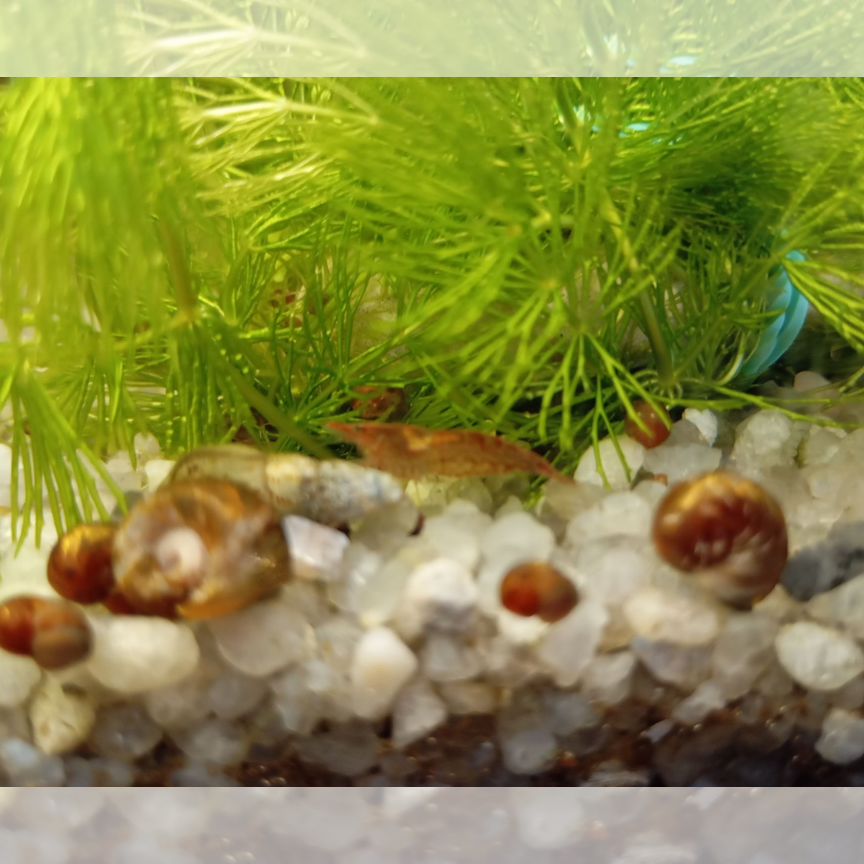 Аквариумные креветки