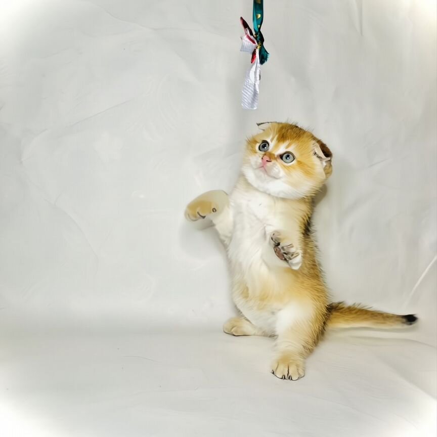 Шотландский вислоухий короткошёрстный котёнок