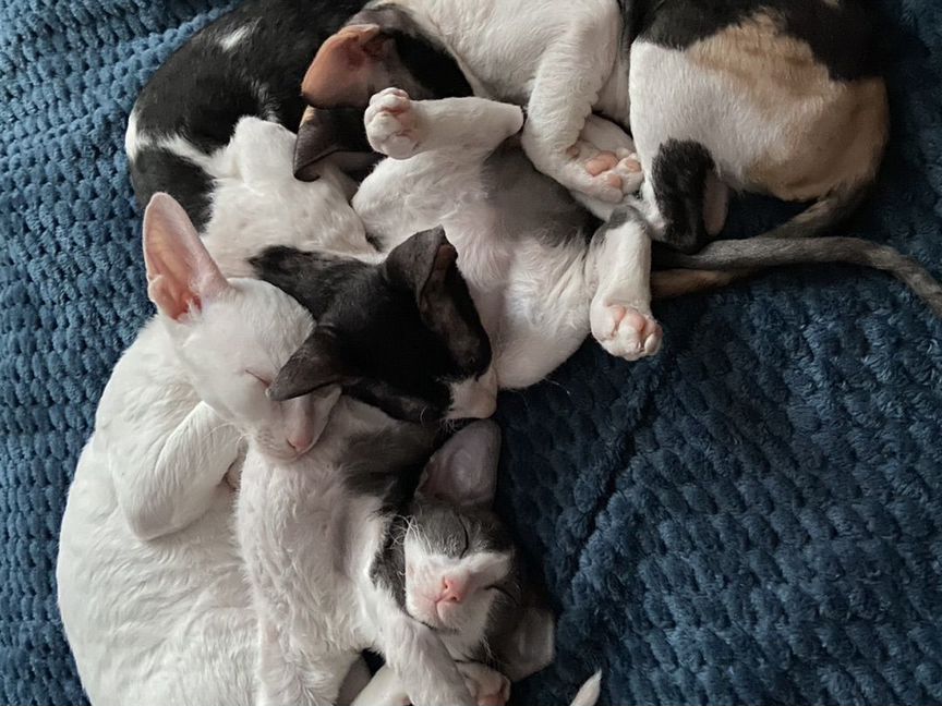 Котята корниш-рекс