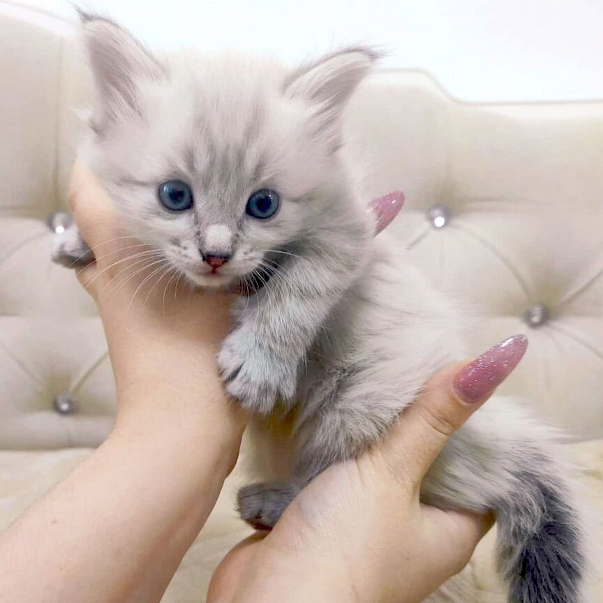 Невские маскарадные котята