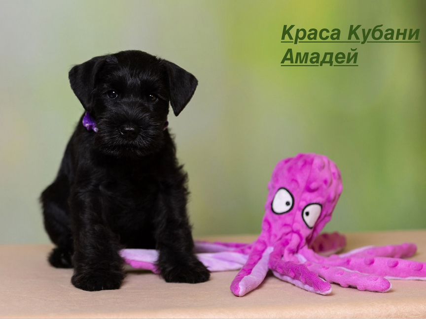 Щенки цвергшнауцера