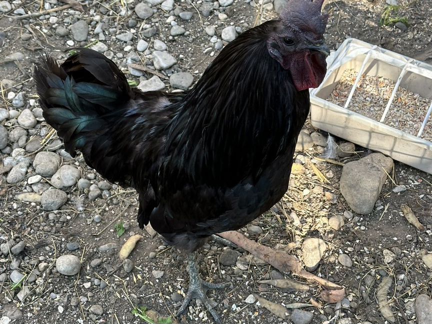 Куры петух уйхейлюй