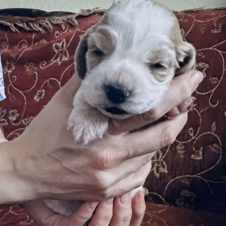 Русский охотничий спаниель, щенок