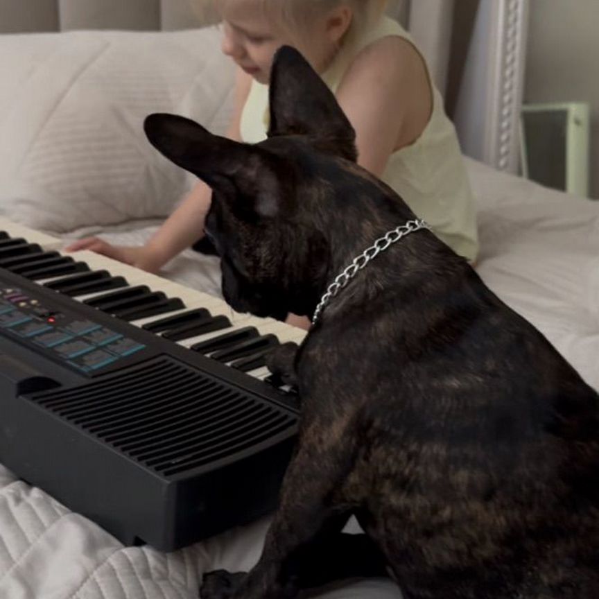 Французский бульдог