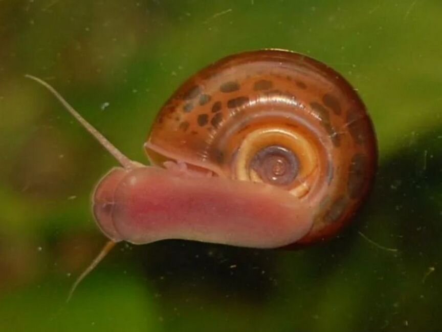 Улитки катушки