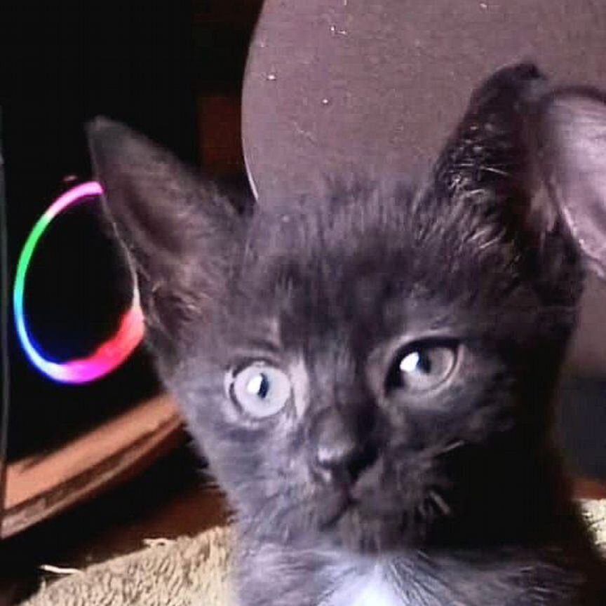 Котенок Черника в дар