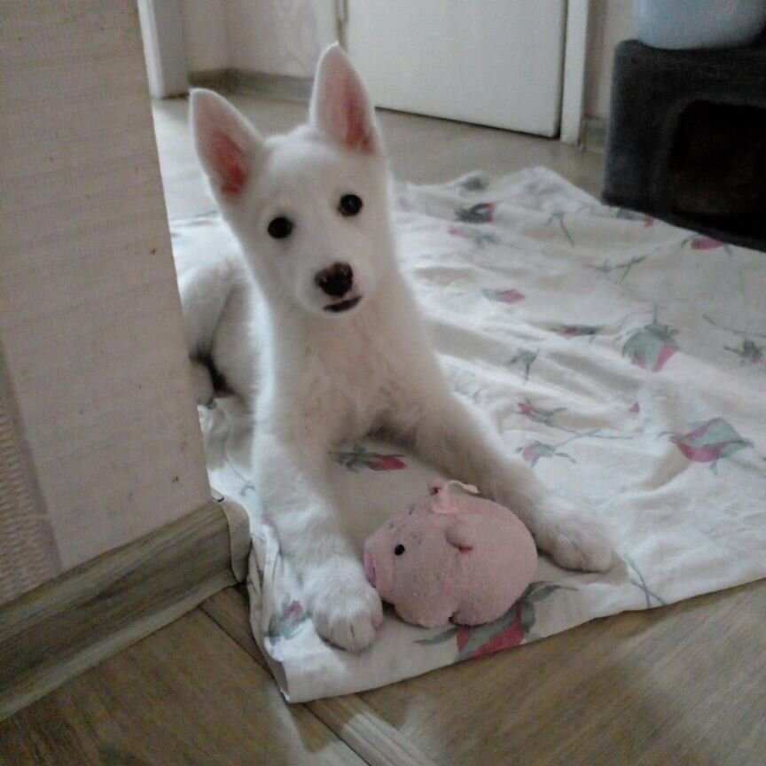 Щенок Умка, 2 месяца