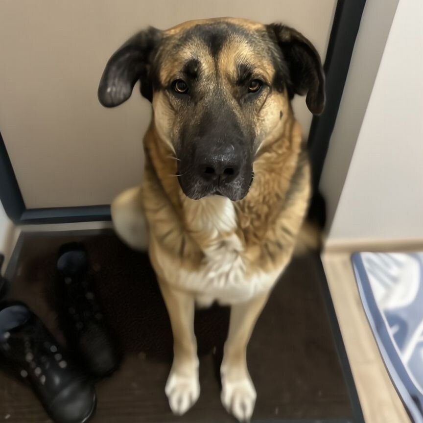 Взрослая собака в добрые руки