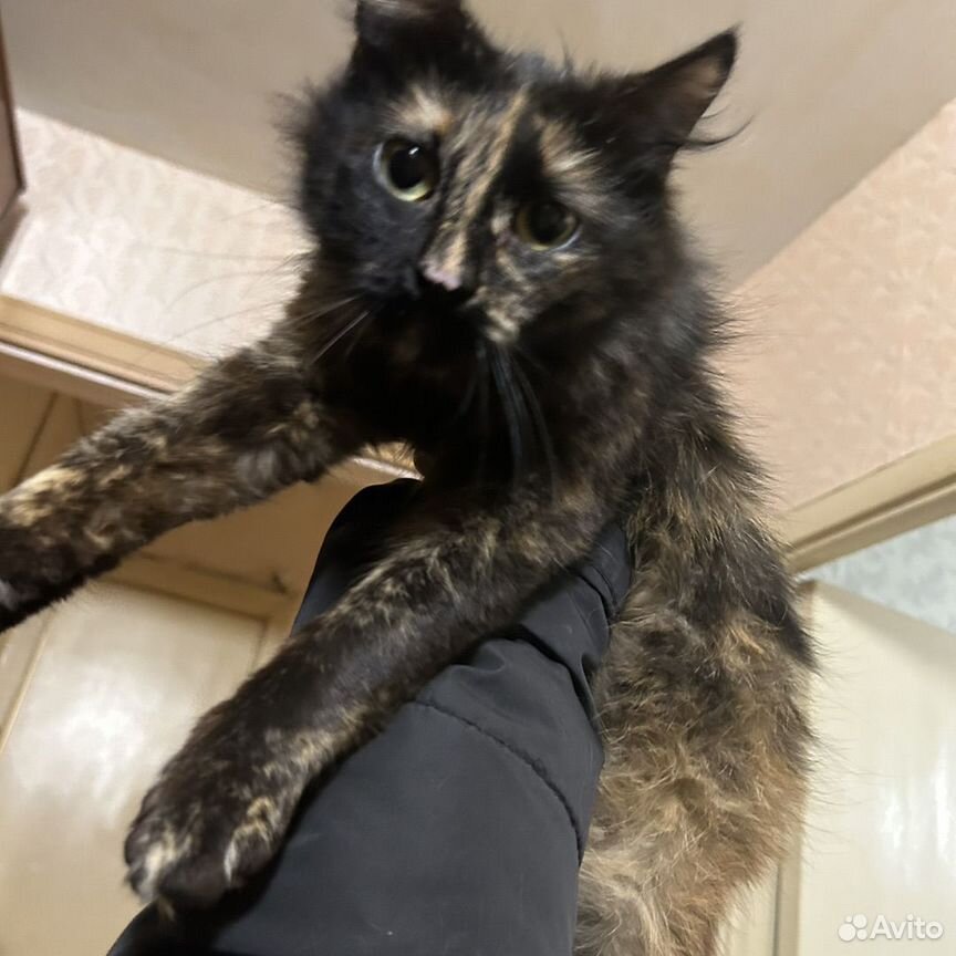 Кошка