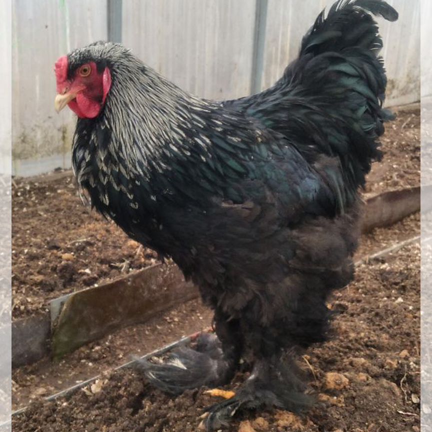 Петух Брама темный