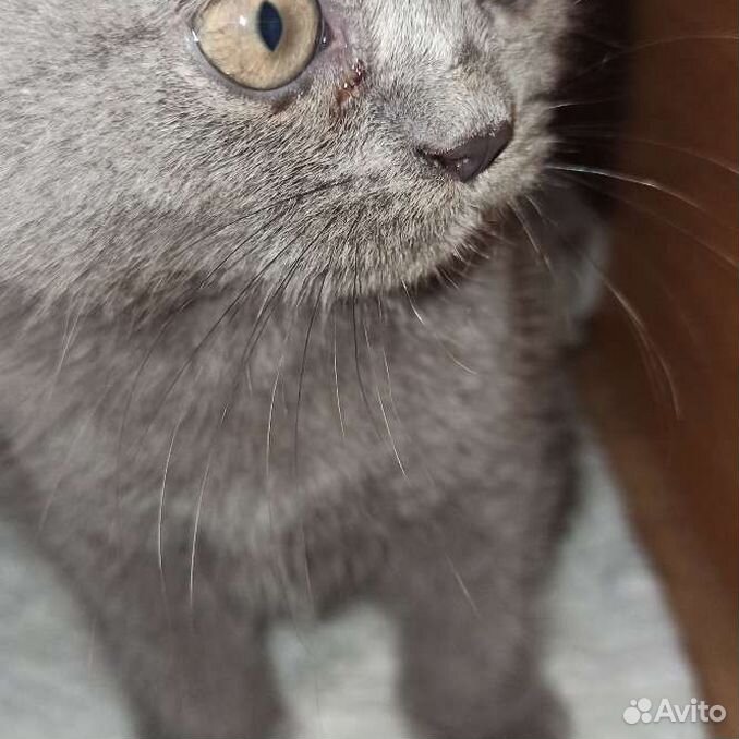 Котëнок в хорошие руки
