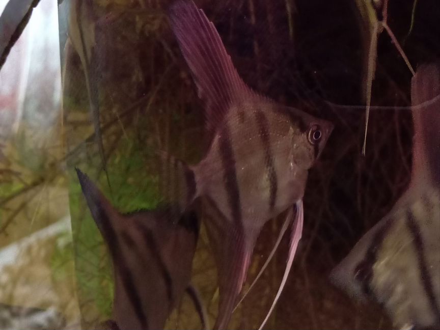 Скалярии полосатые