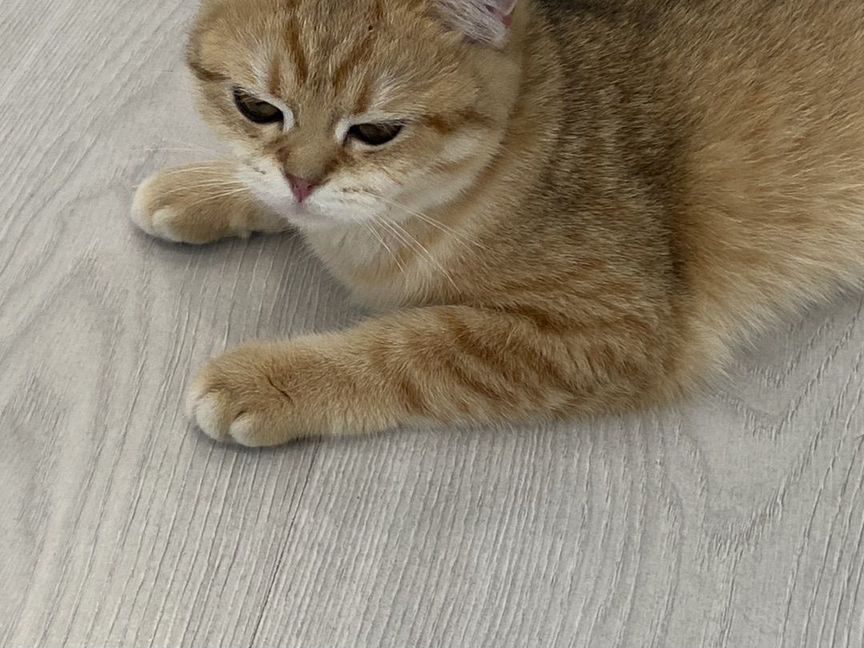 Котенок шиншила британская
