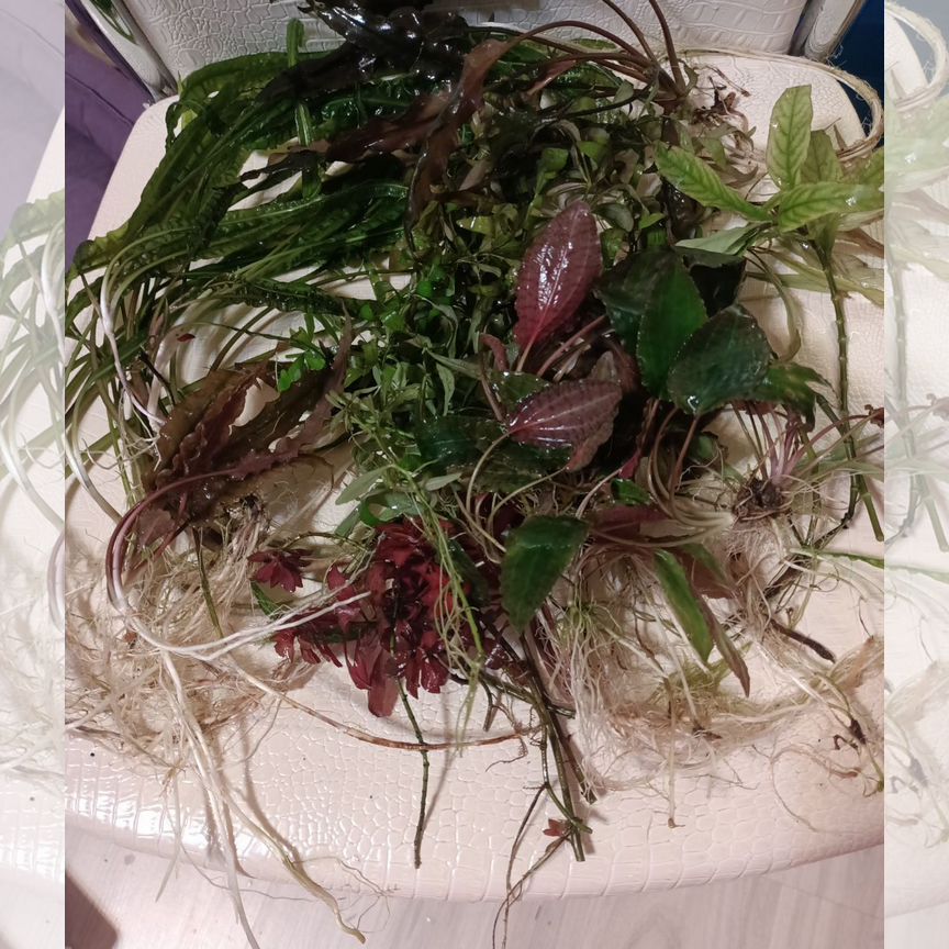 Криптокорина Нури