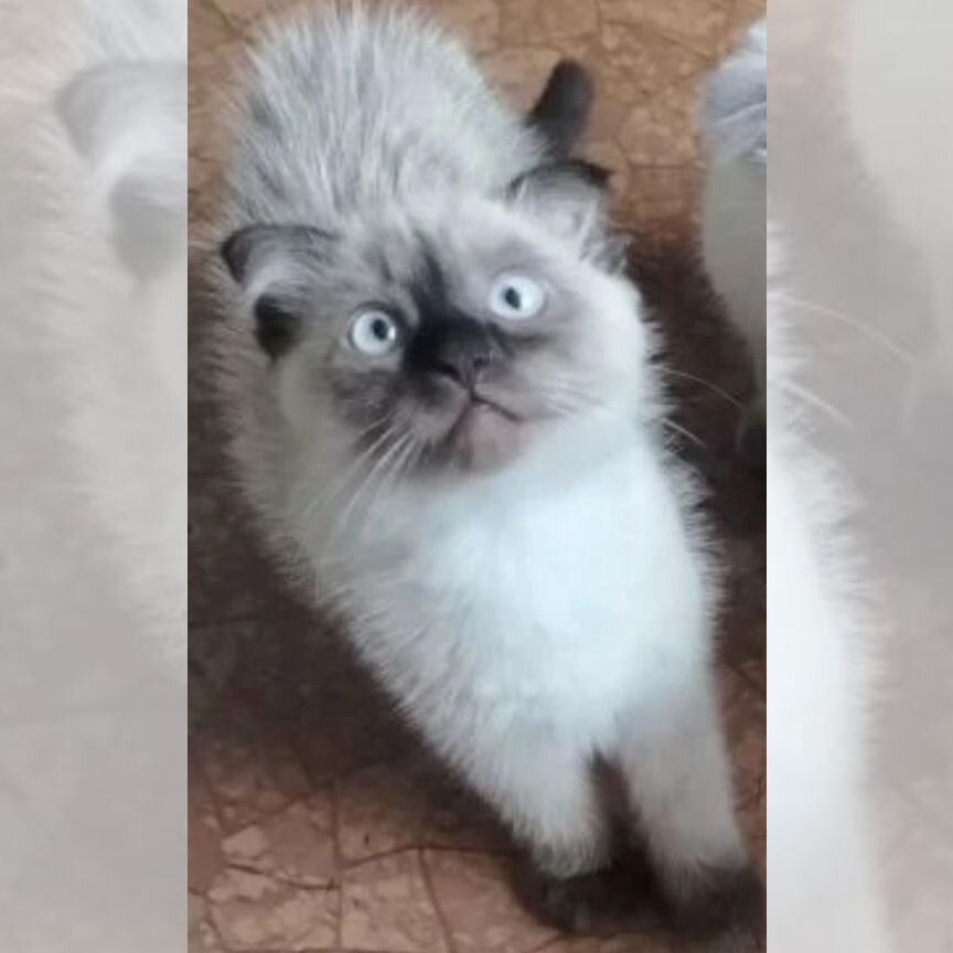 Тайский котёнок